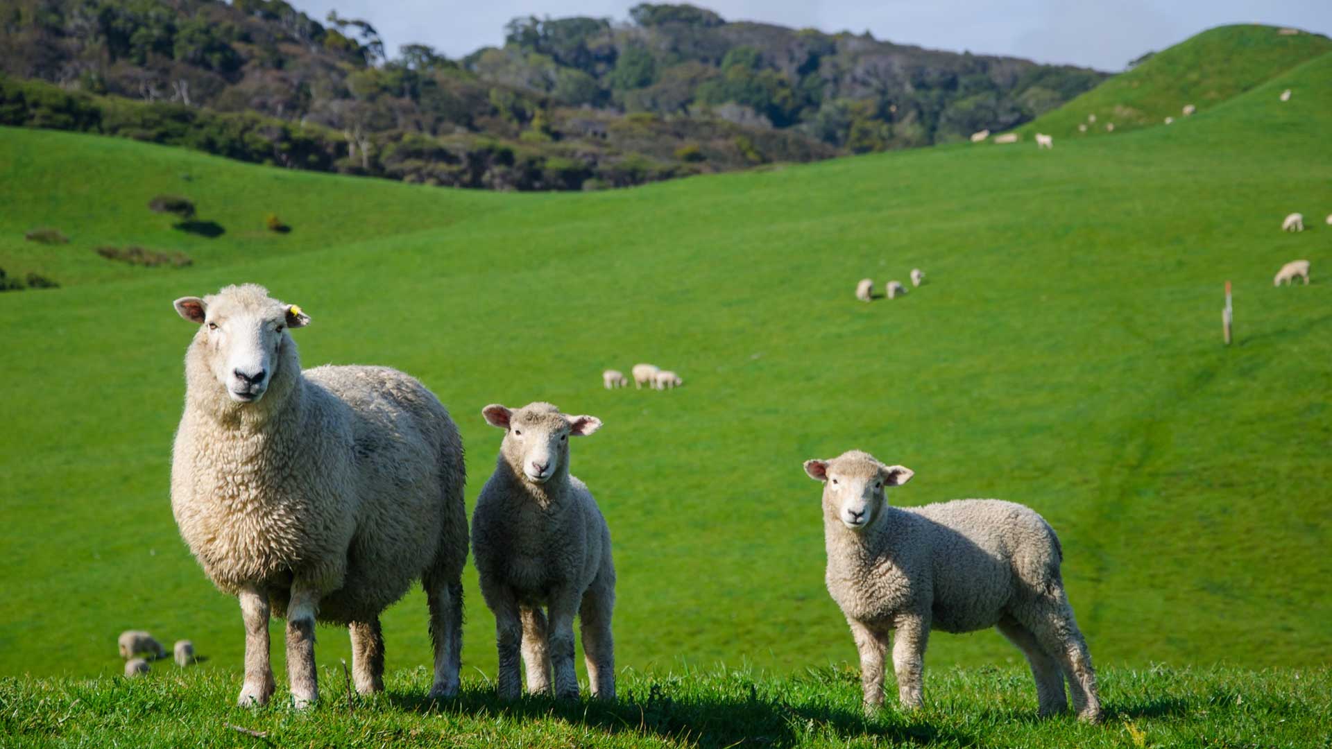 Flokati Rugs Australia | Made in Greece from 100% NZ Wool – flokatirugs